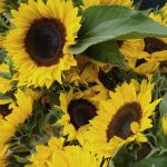 New Hampshire Farms Network