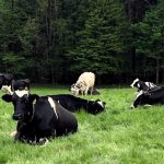 Stonewall Farm, Keene, NH - New Hampshire Farms Network