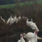 New Hampshire Farms Network